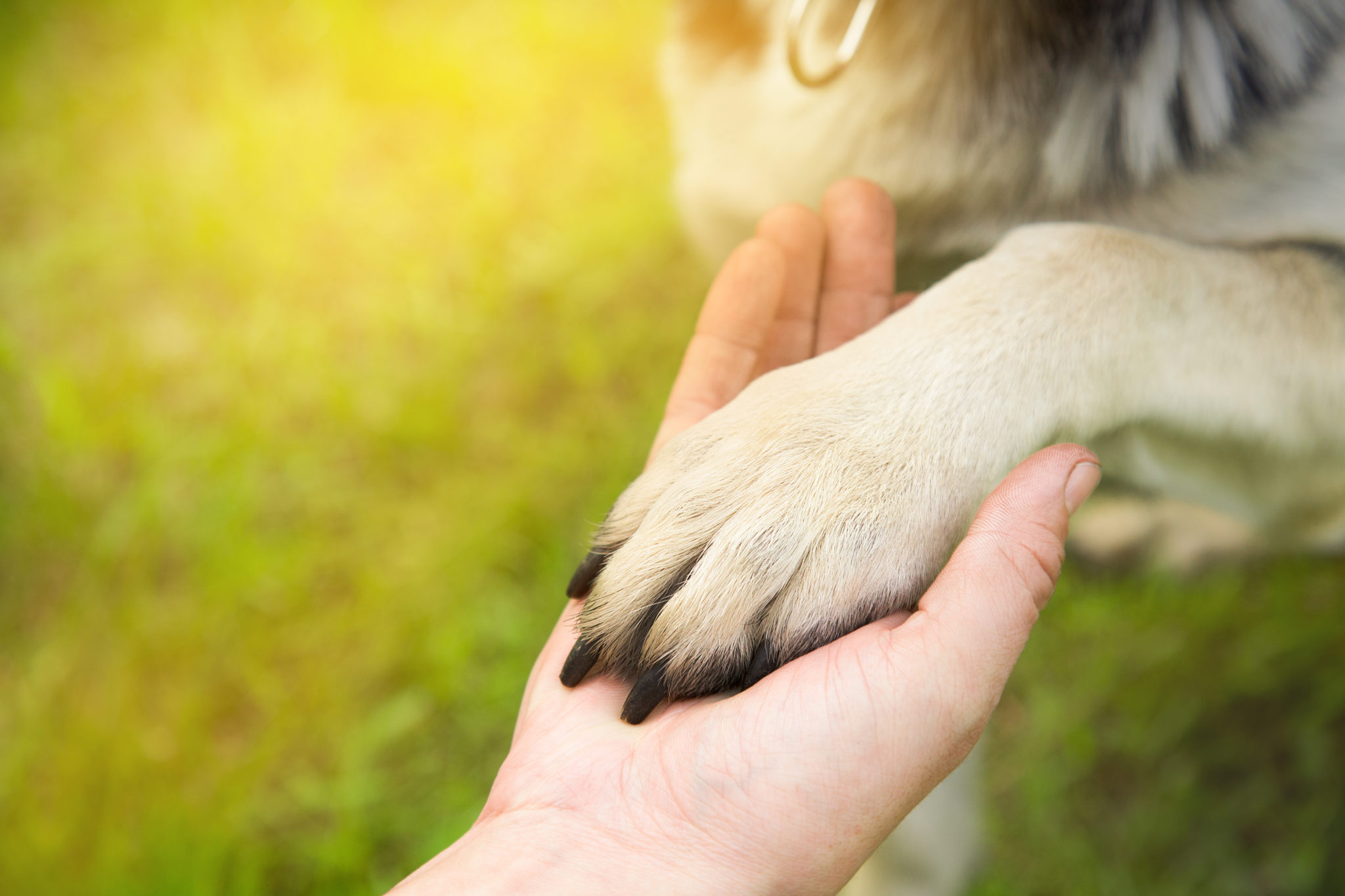 4 Ways Your Pet Brings Wellness to Your Life - Blog - PetLink