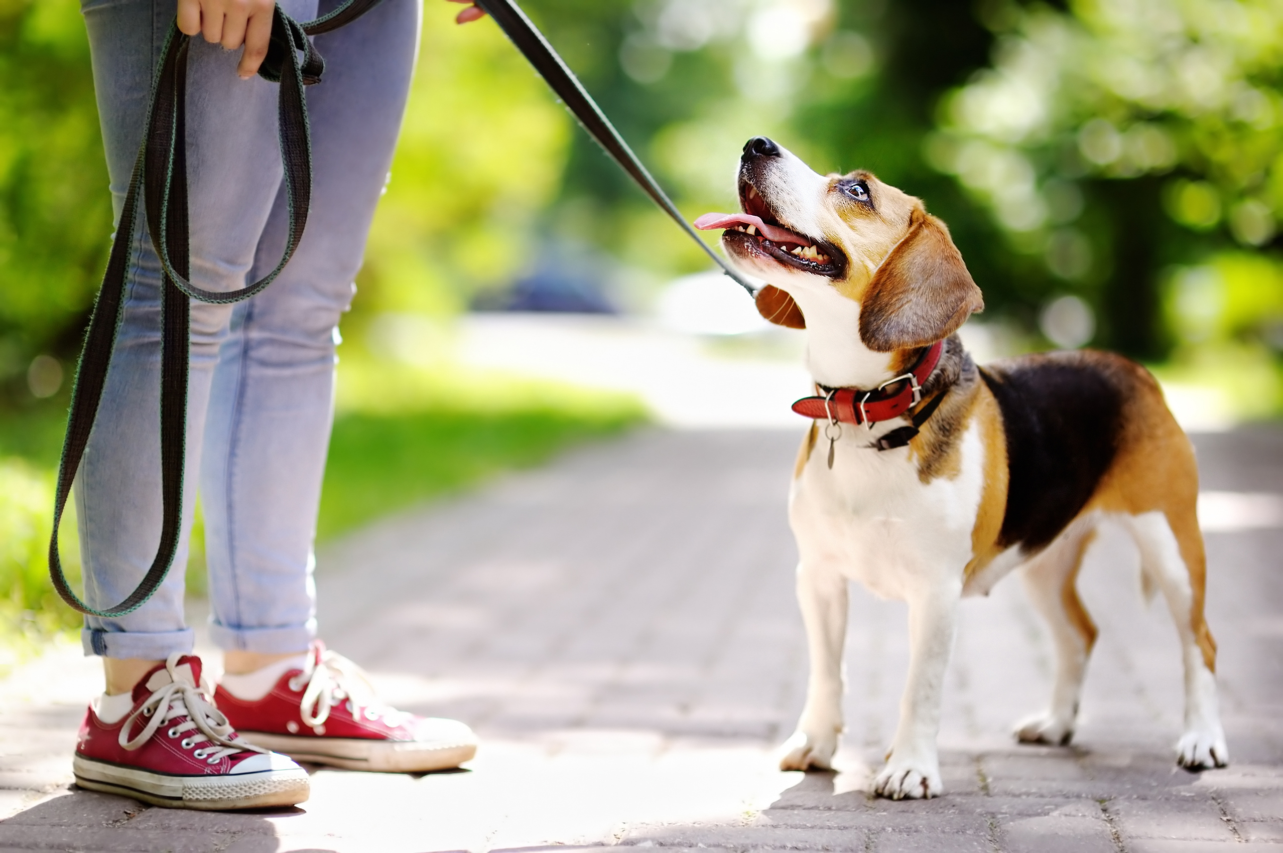 Spring Training with Your Dog - Blog - PetLink