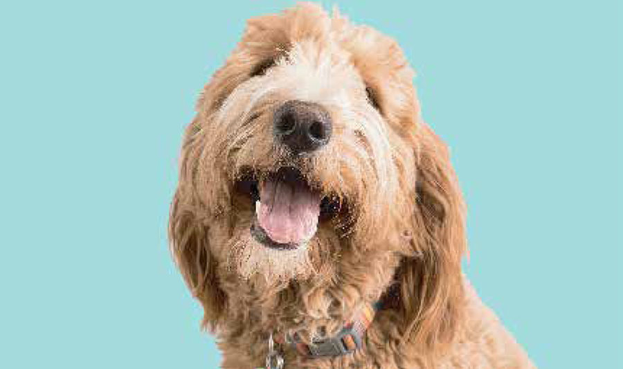 PetLink™ Pet Microchips for Dogs, Cats, & Pets