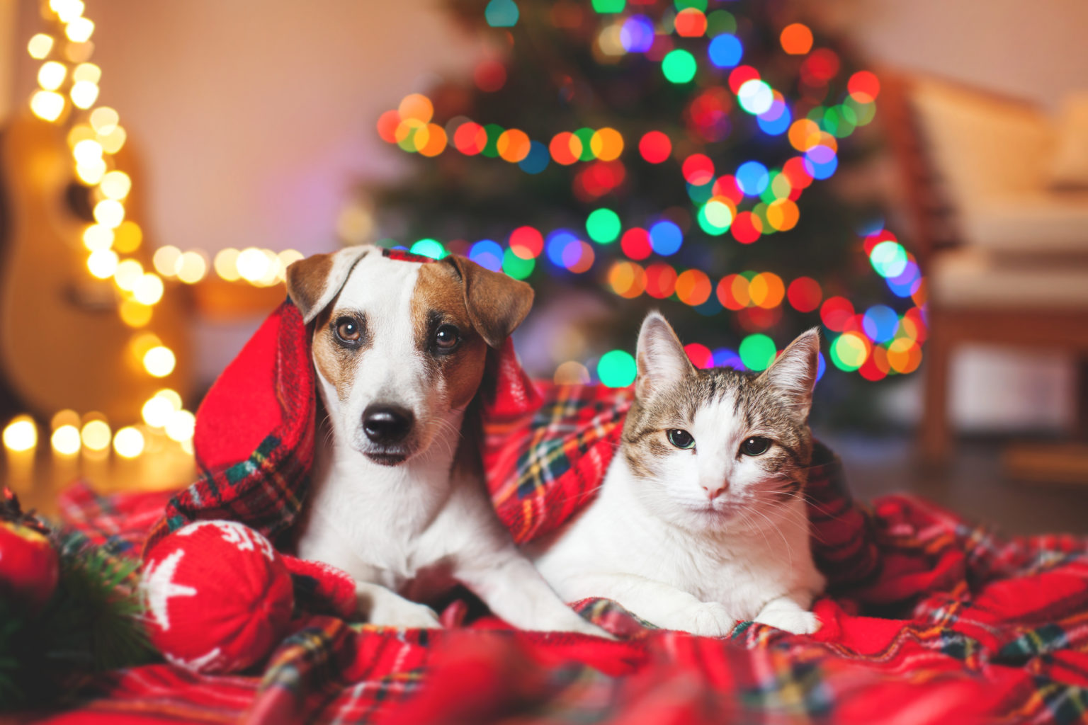 Winter Holiday Pet Safety Blog PetLink Winter Holiday Pet Safety Blog PetLink