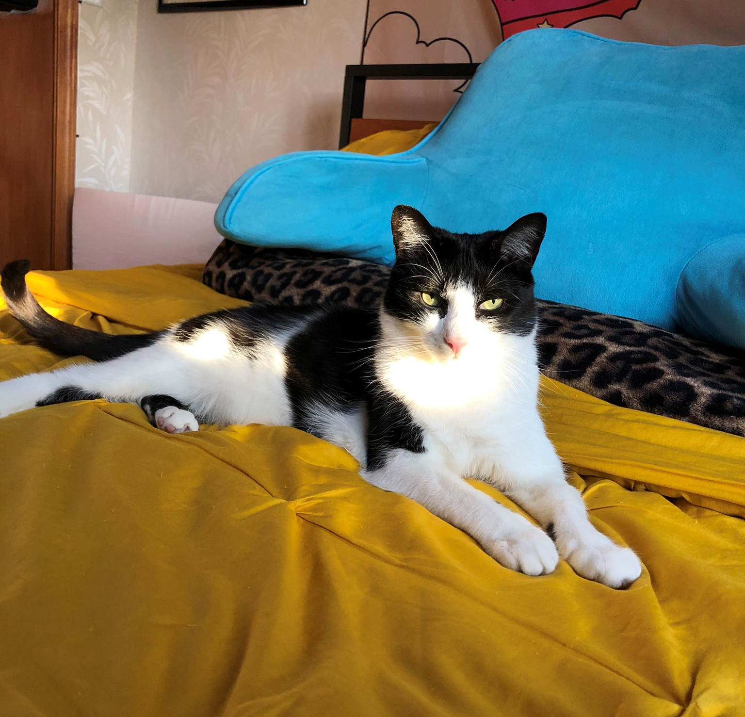 What Makes a Good Photo of Your Pet for PetLink? - Blog - PetLink