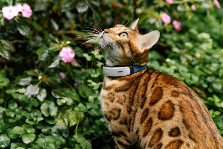 The Best GPS Collar and Tracker for Cats - Blog - PetLink