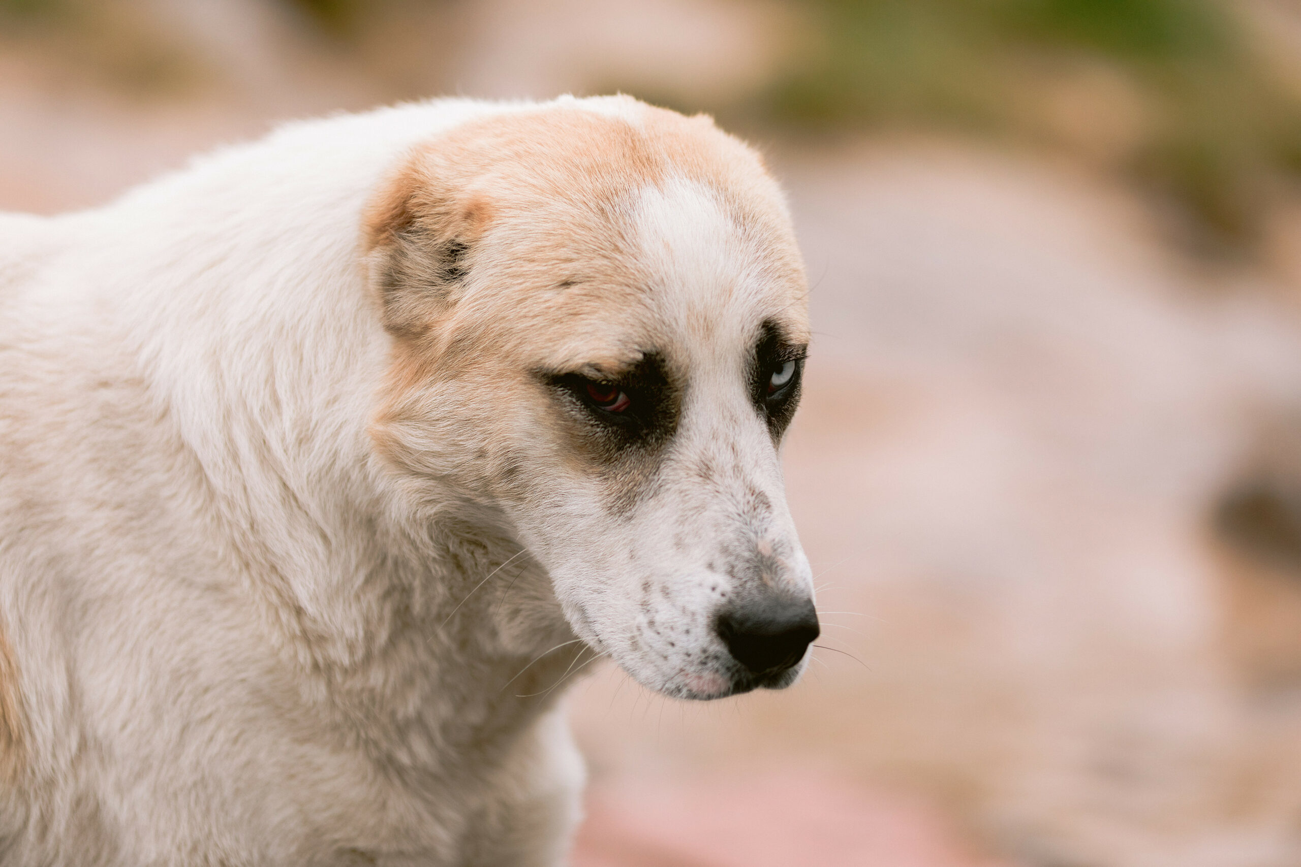 Understanding Your Dog's Body Language - How To Interpret Your Dog's ...