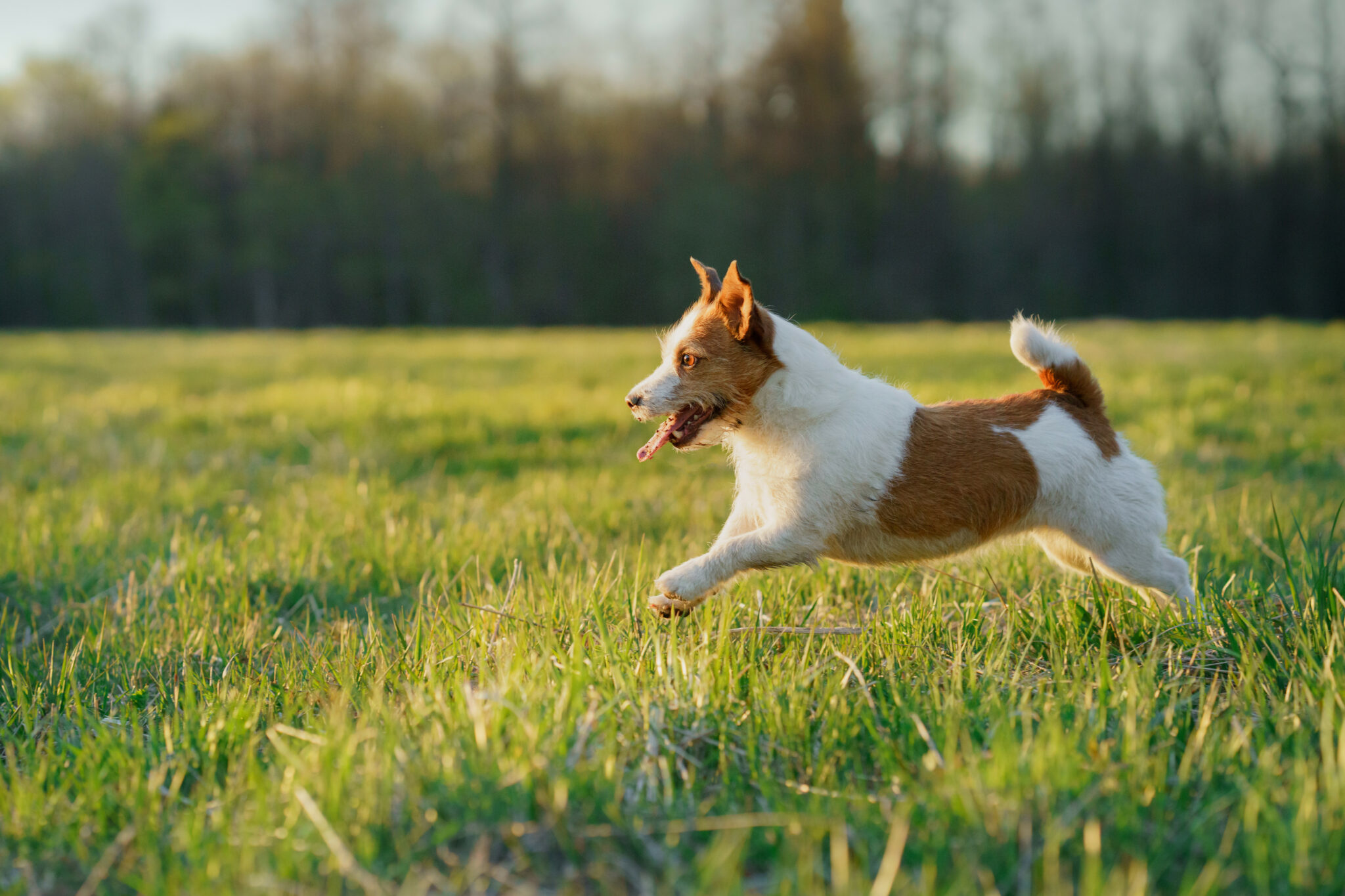 The Chance of Dogs Coming Back After They Run Away - How To Track Your ...