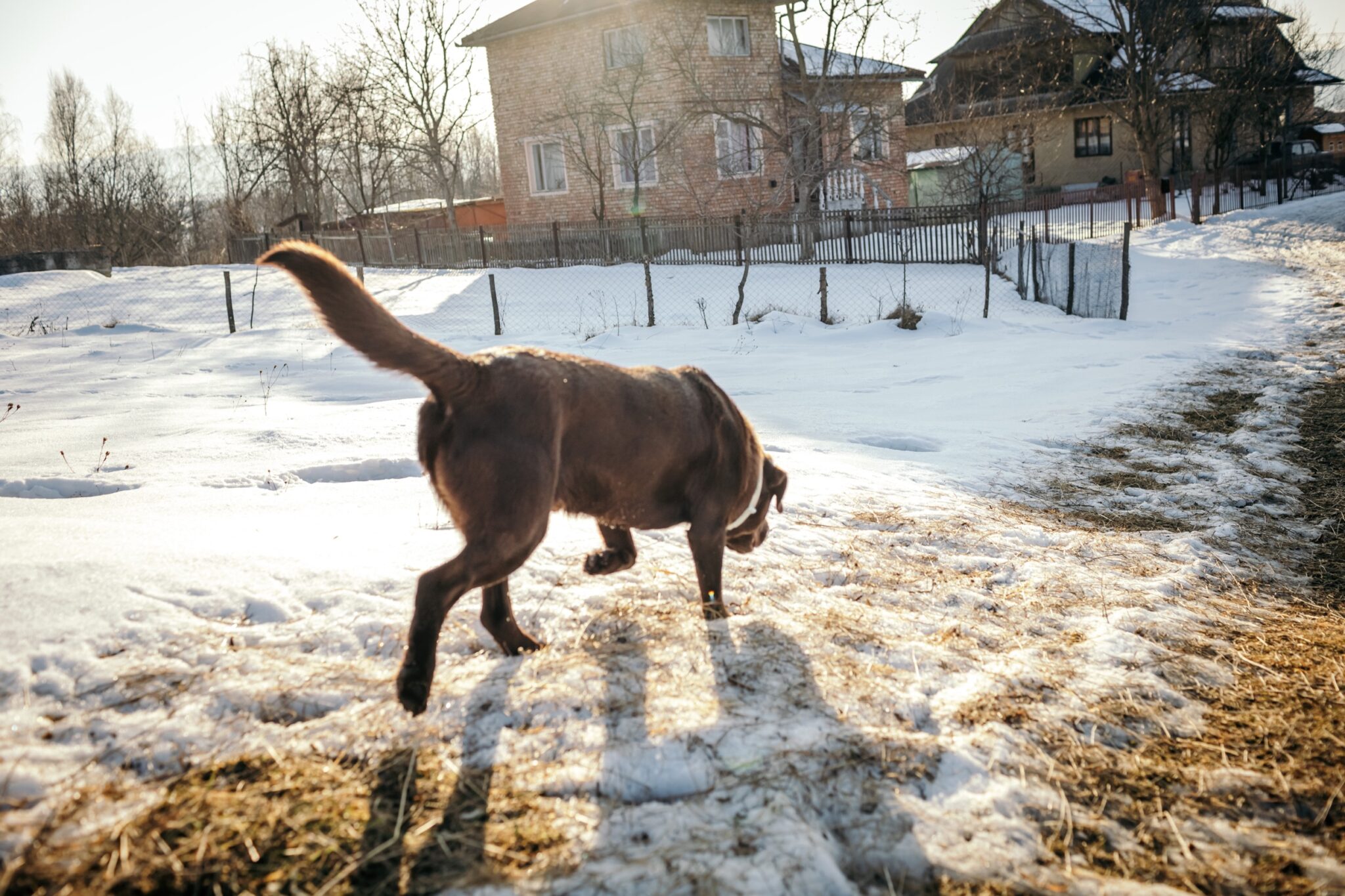 Wireless GPS Dog Fence to Enhance Your Pet's Safety | PetLink