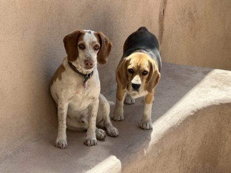 Reunited in one hour! - Together again - PetLink