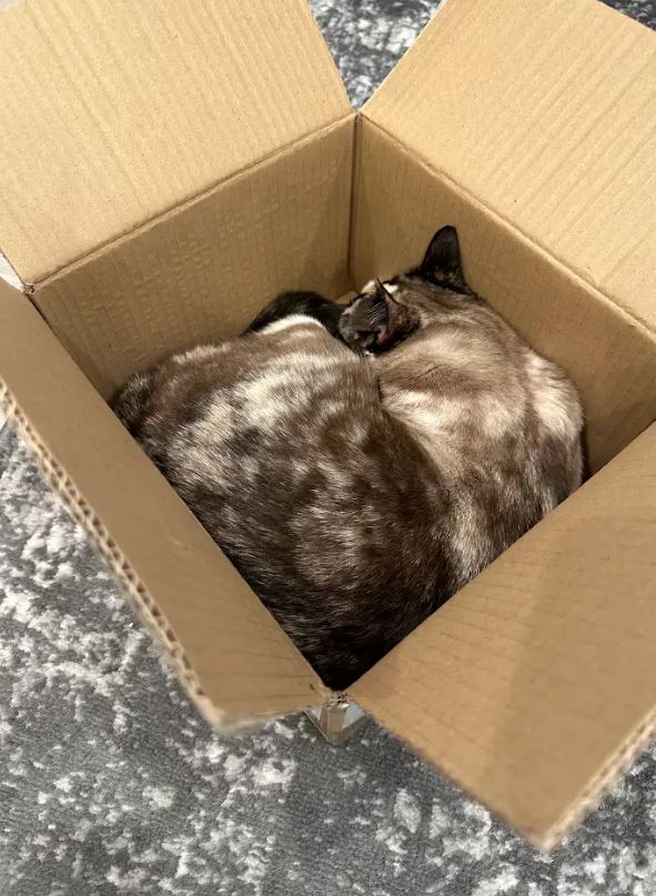 The Cat, The Amazon Box, & The Microchip - Galena's Incredible Reunion ...