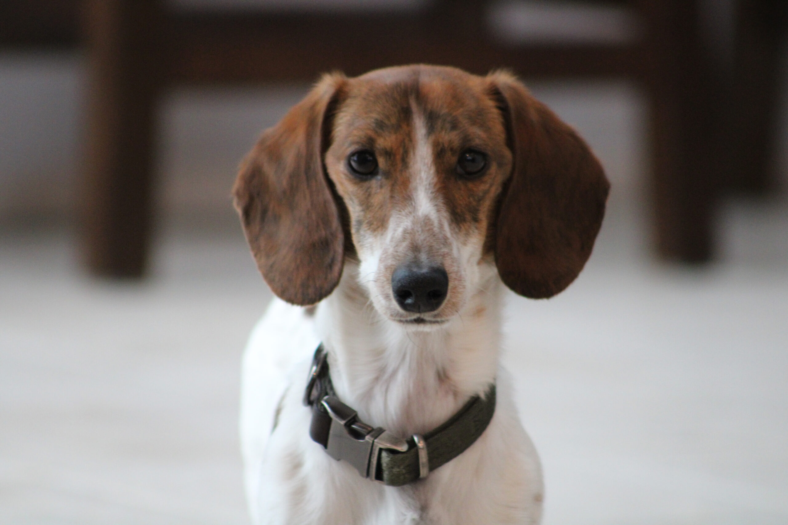 How to register a pet microchip - Blog - PetLink