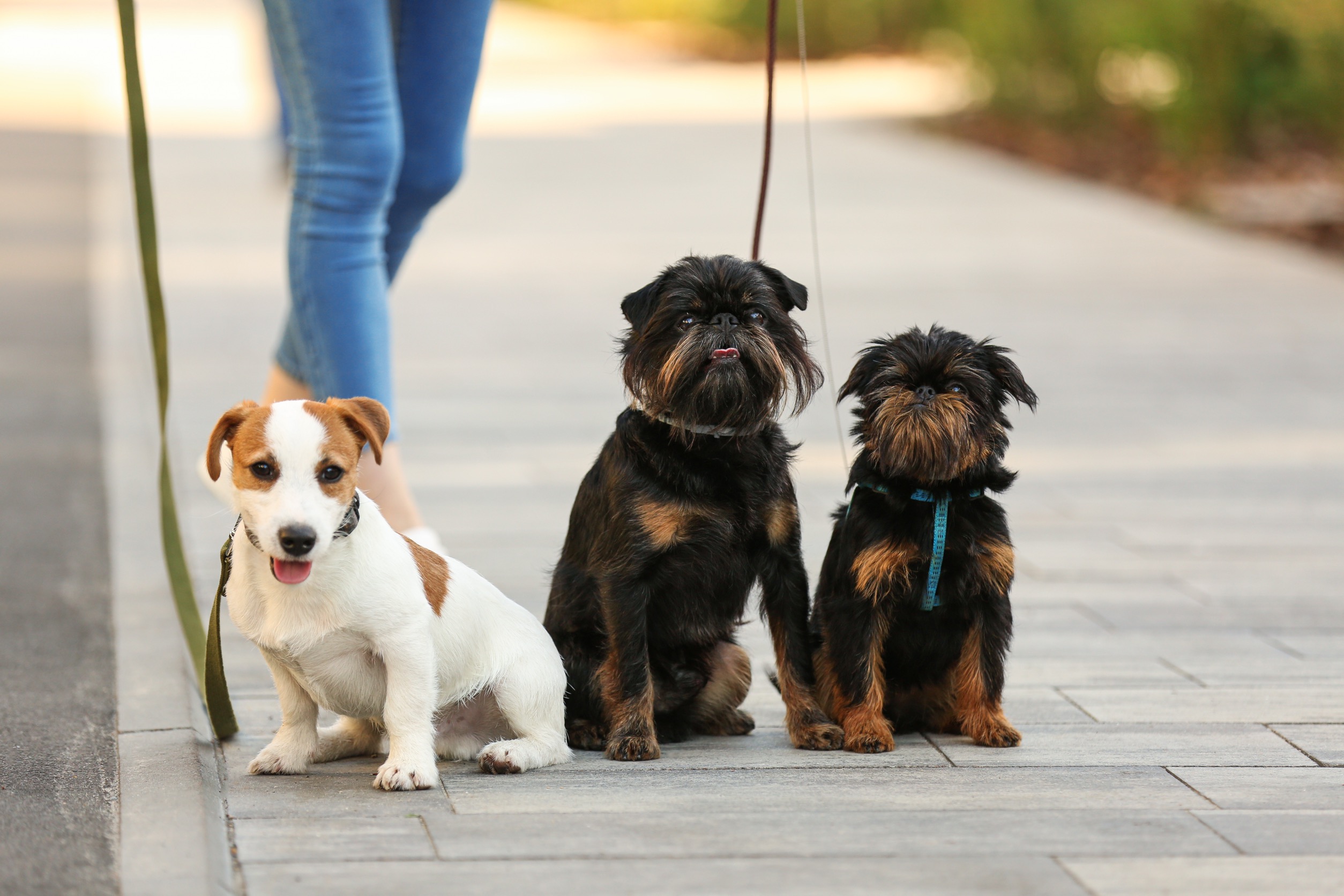 Differences and Similarities Between Dog Microchip vs GPS vs Air Tag ...
