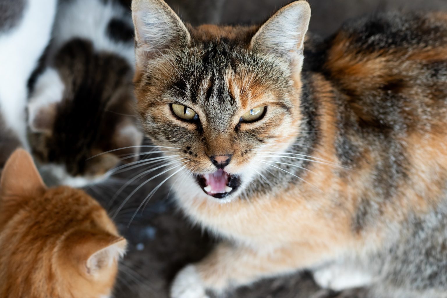 Guide To Cat Behavior & Body Language | PetLink