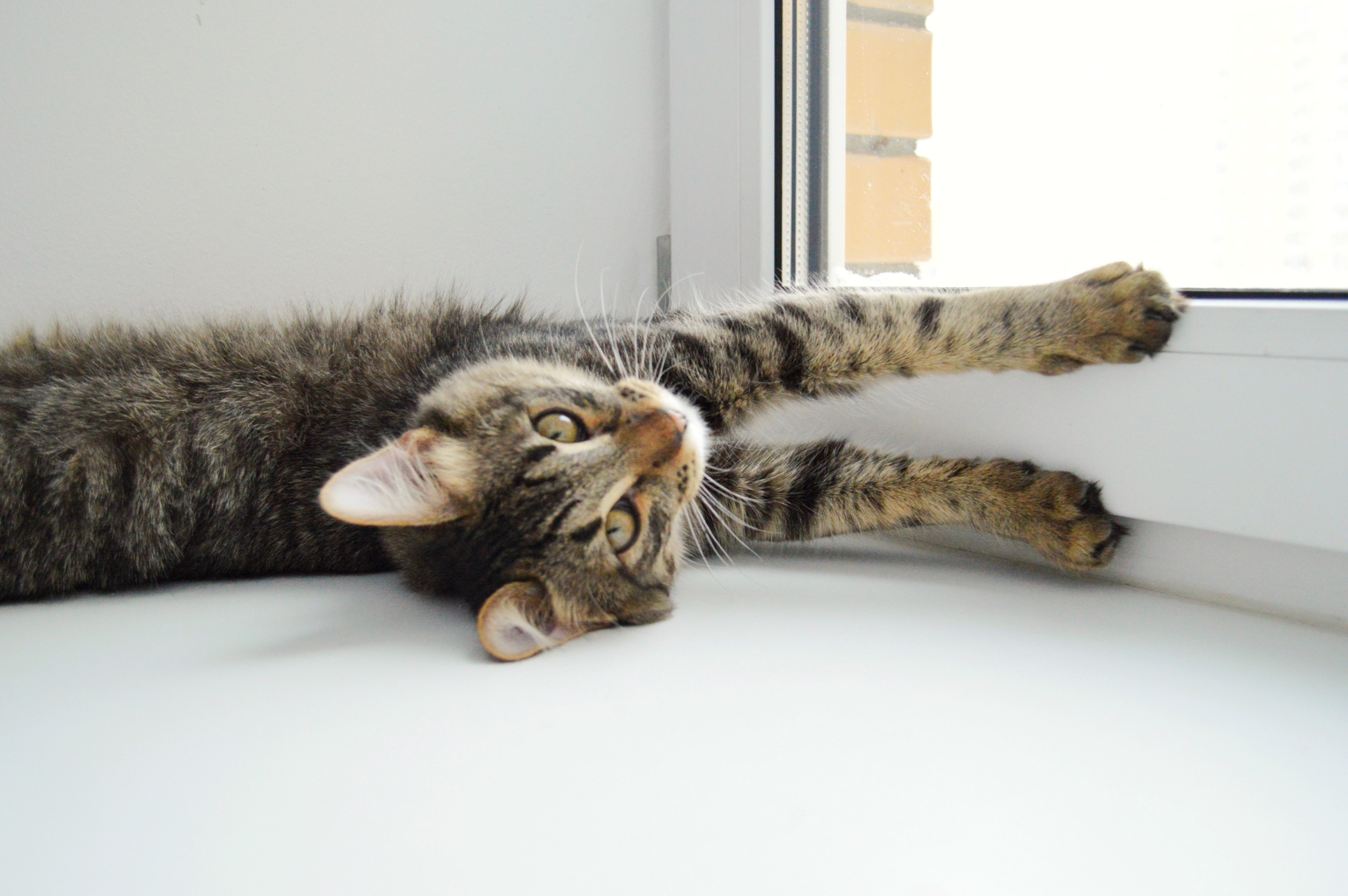 Guide To Cat Behavior & Body Language | PetLink