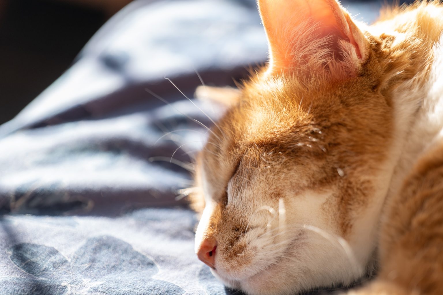 How To Track Your Cat's Sleep & The Benefits | PetLink