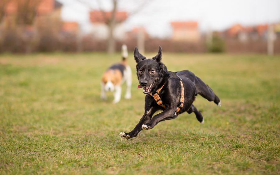 Best Time To Use A GPS For Dogs Vs Air Tags | PetLink