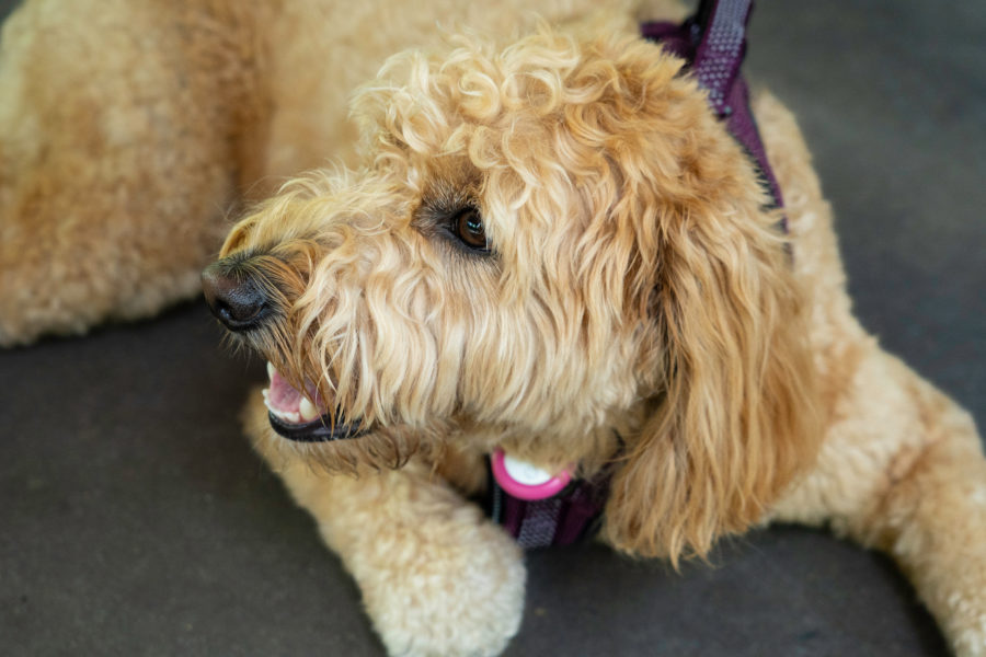 Best Time To Use A GPS For Dogs Vs Air Tags | PetLink