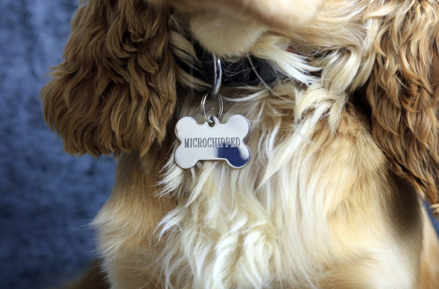 Steps To Find Your Lost Dog With a Microchip | PetLink